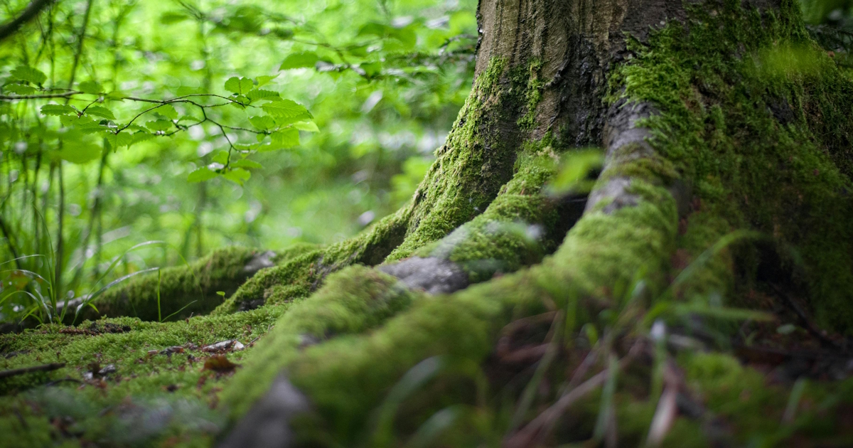 The Bangl Forest - Growing a Greener Future